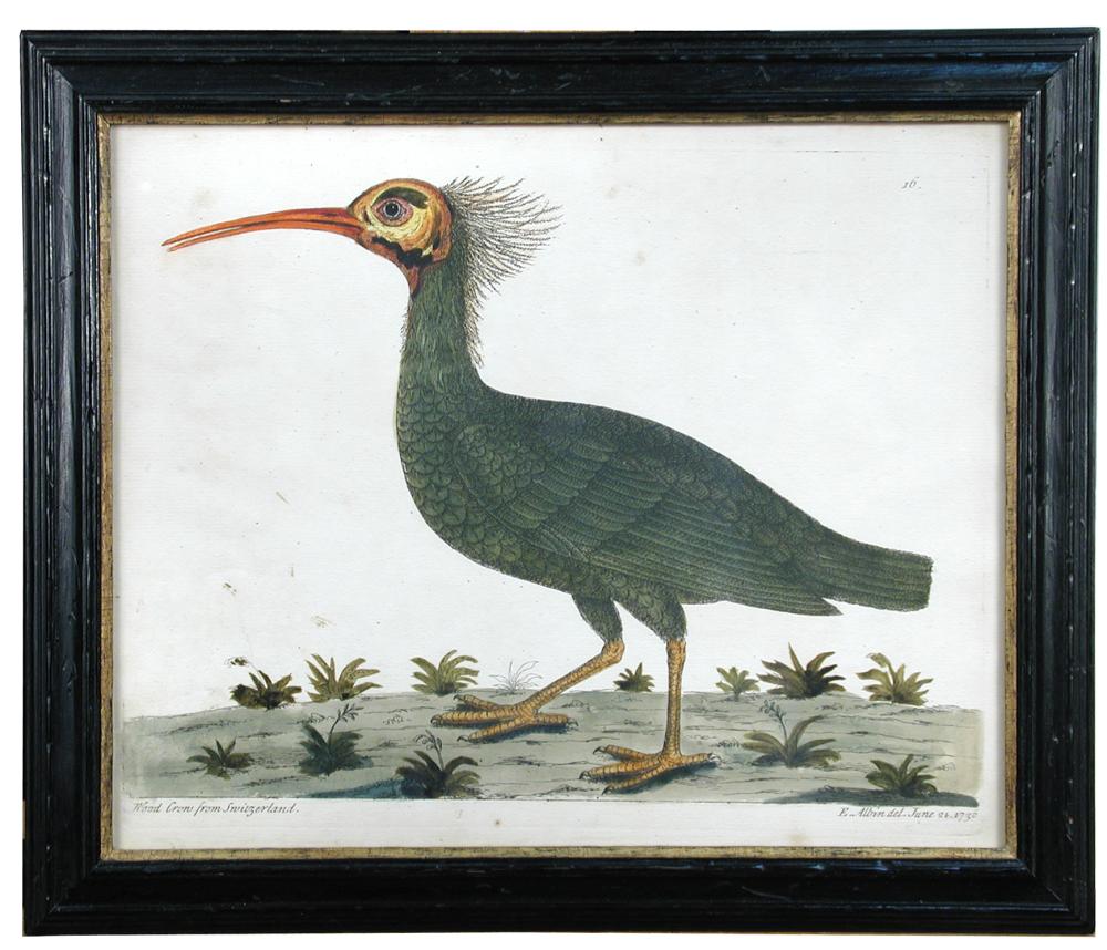 Lot 943 - Eleazar Albin (British, 18th Century)