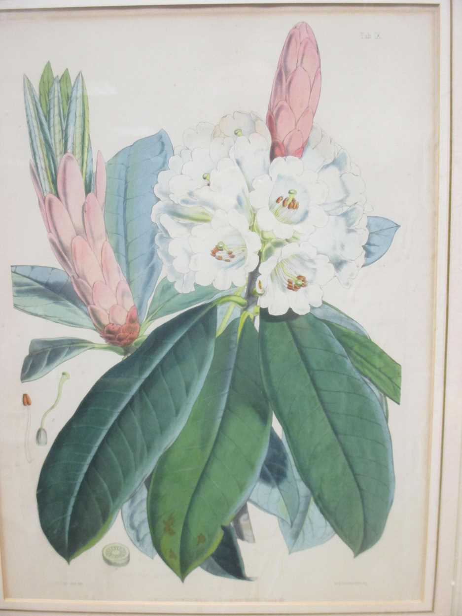 Lot 403 - Anne Chambers, Pinus Wallichiana, botanical