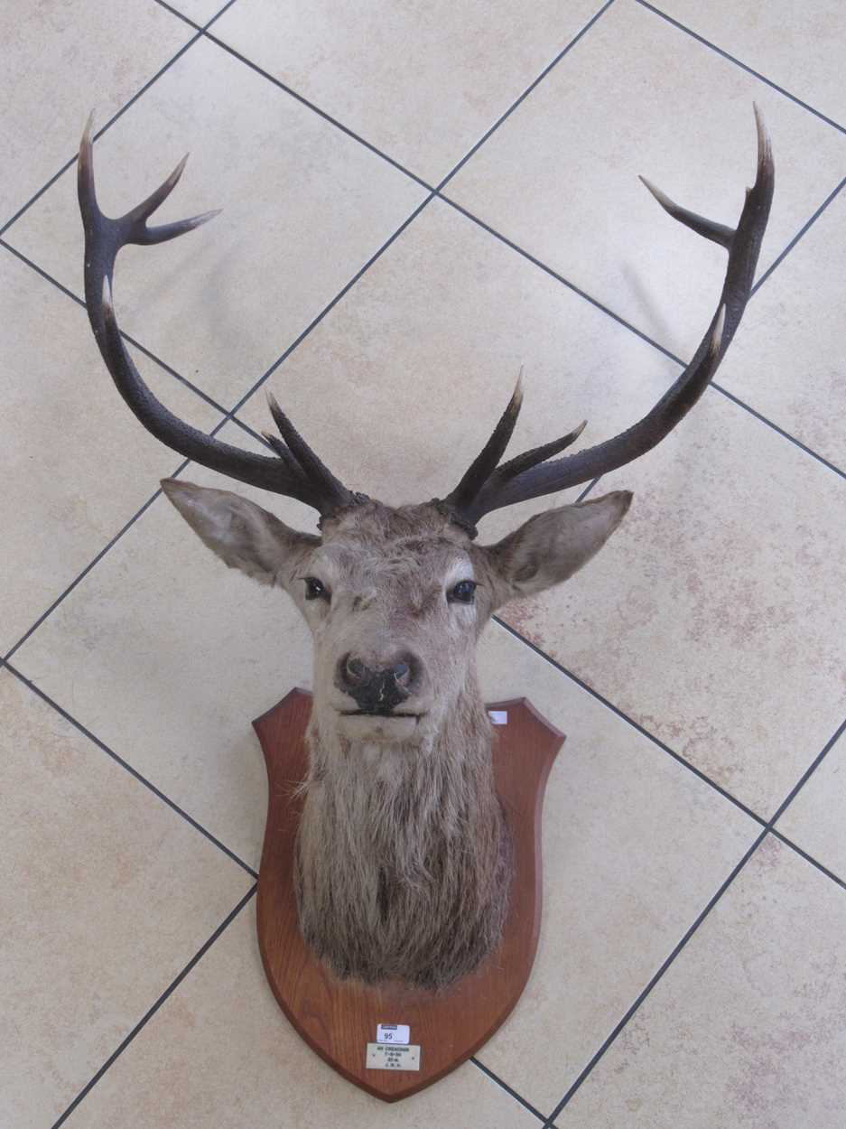 Lot 95 - A stag head mounted on a wooden shield, the
