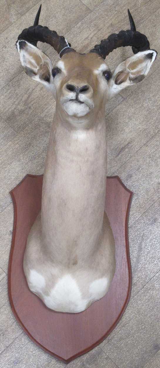 Lot 98 - A taxidermy impala head, 115cm high