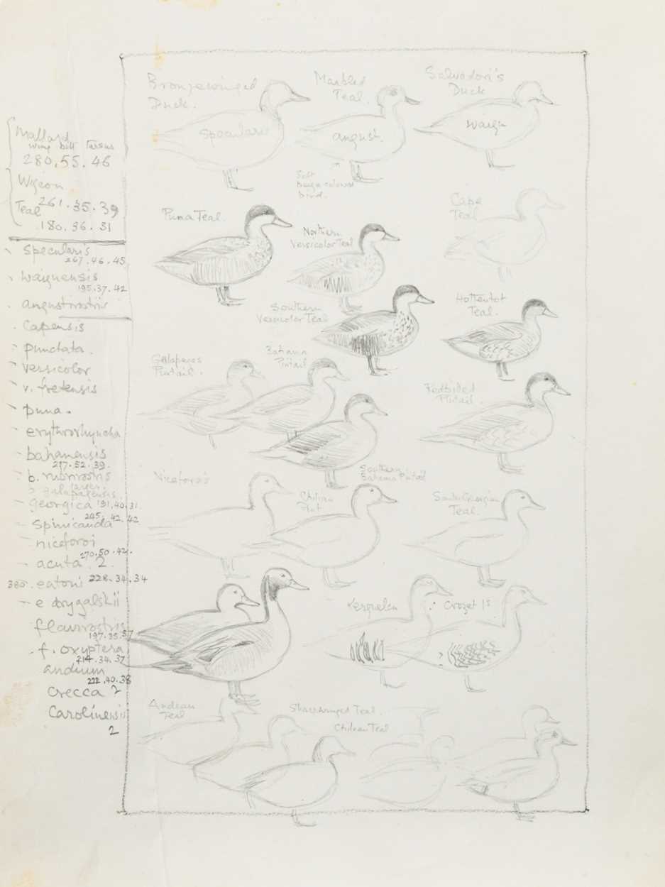 Lot 431 - Sir Peter Markham Scott CH CBE FRS (British,