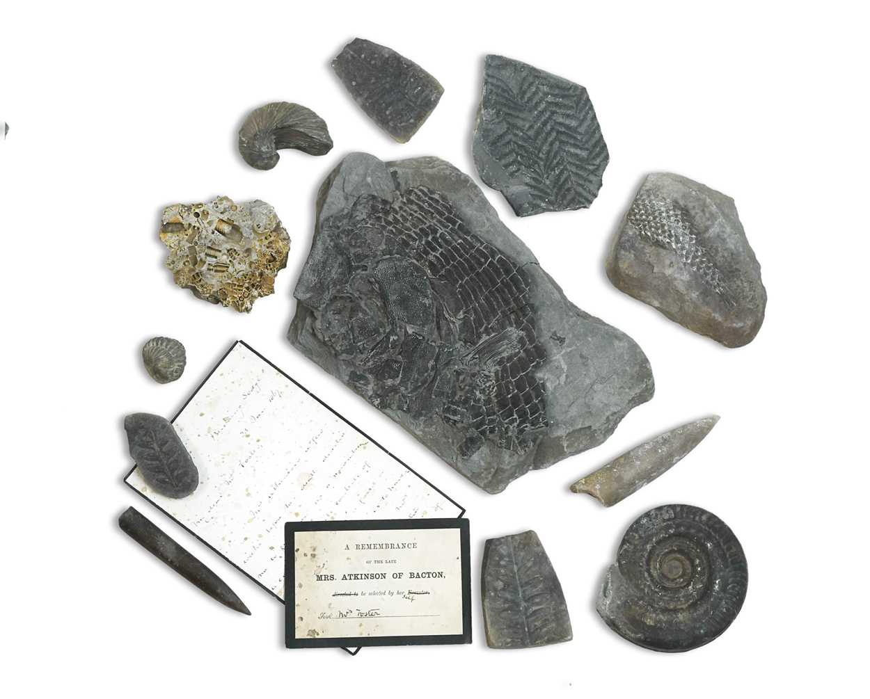 Lot 513 - A collection of fossils,