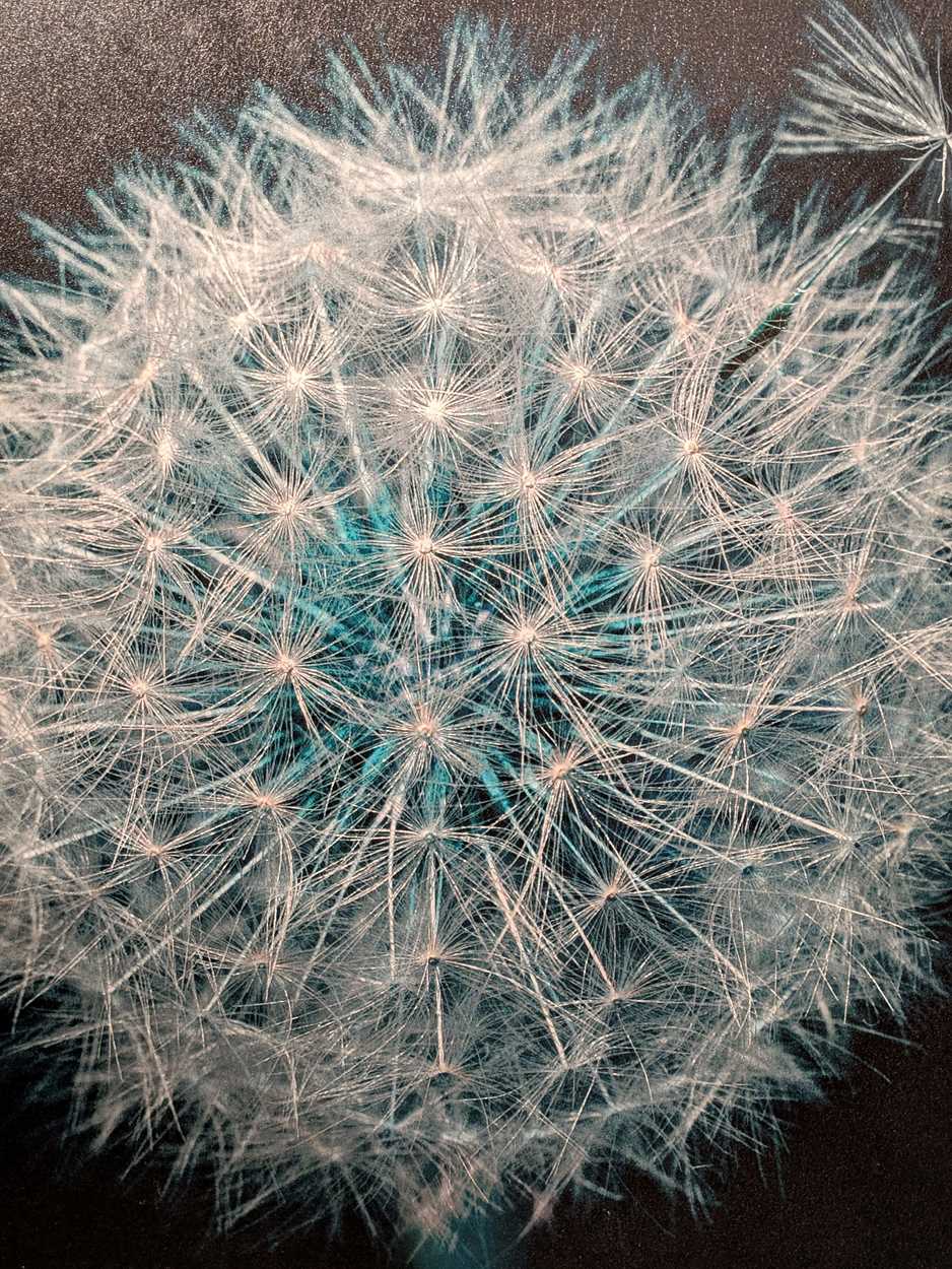 Lot 481 - Janet Mercer (Modern British)