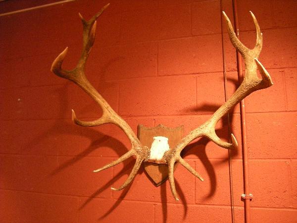 Lot 195 - Red Stag antlers,